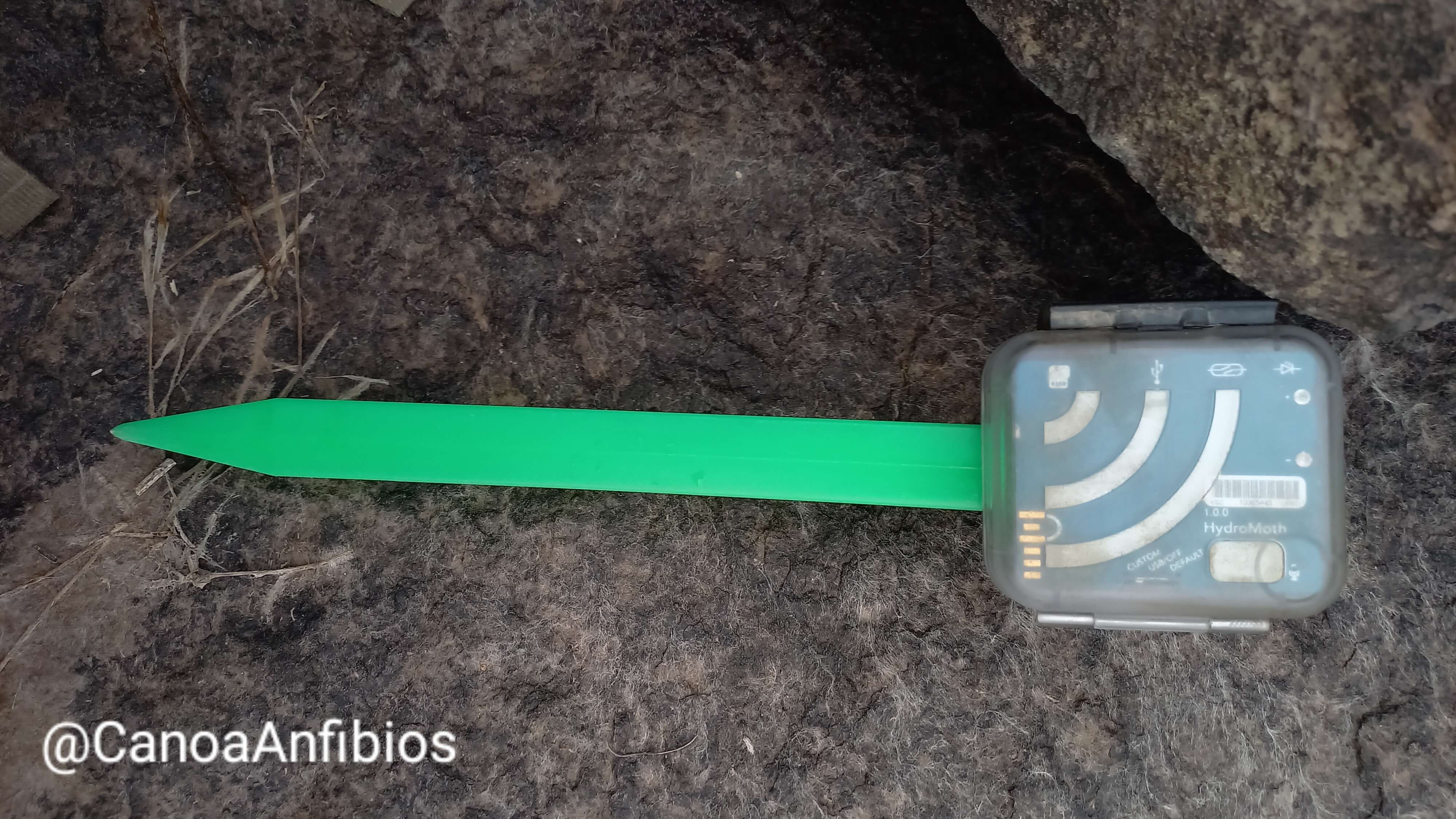 Underwater advertisement call of the threatened Telmatobius rubigo ...