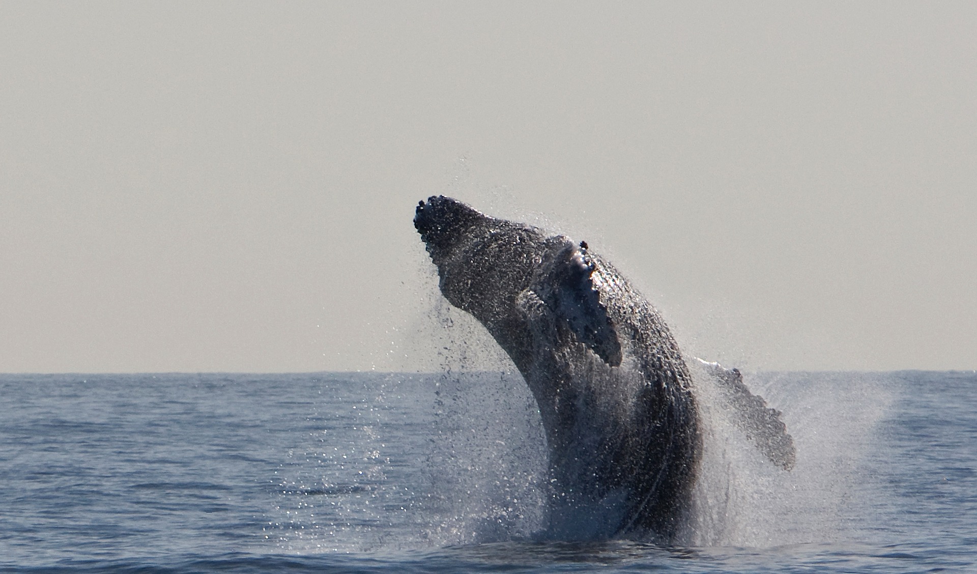 CSI for the Sea: How Scientists Use DNA to Spy on Whales and Find ...